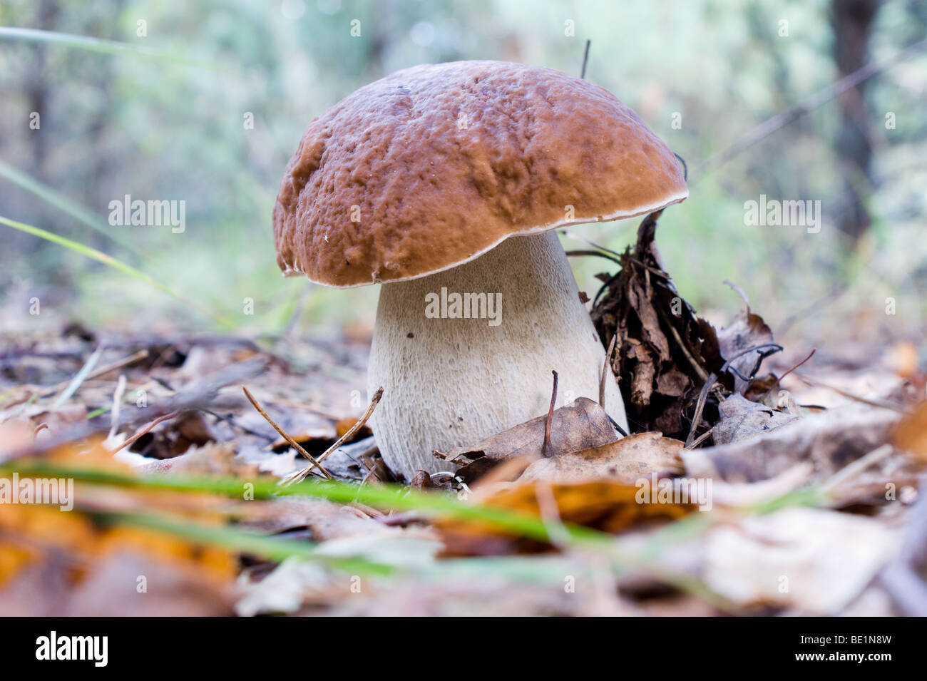 Bolets comestibles Banque de photographies et d’images à haute résolution - Alamy