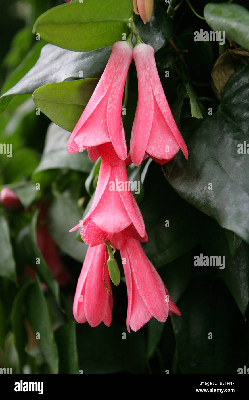 Fleur de cloche chilienne Banque de photographies et d’images à haute ...