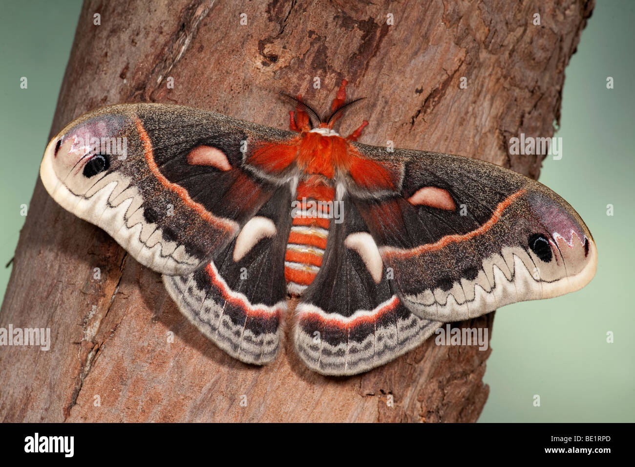 Cecropia moth robin moth hyalophora Banque de photographies et d’images ...