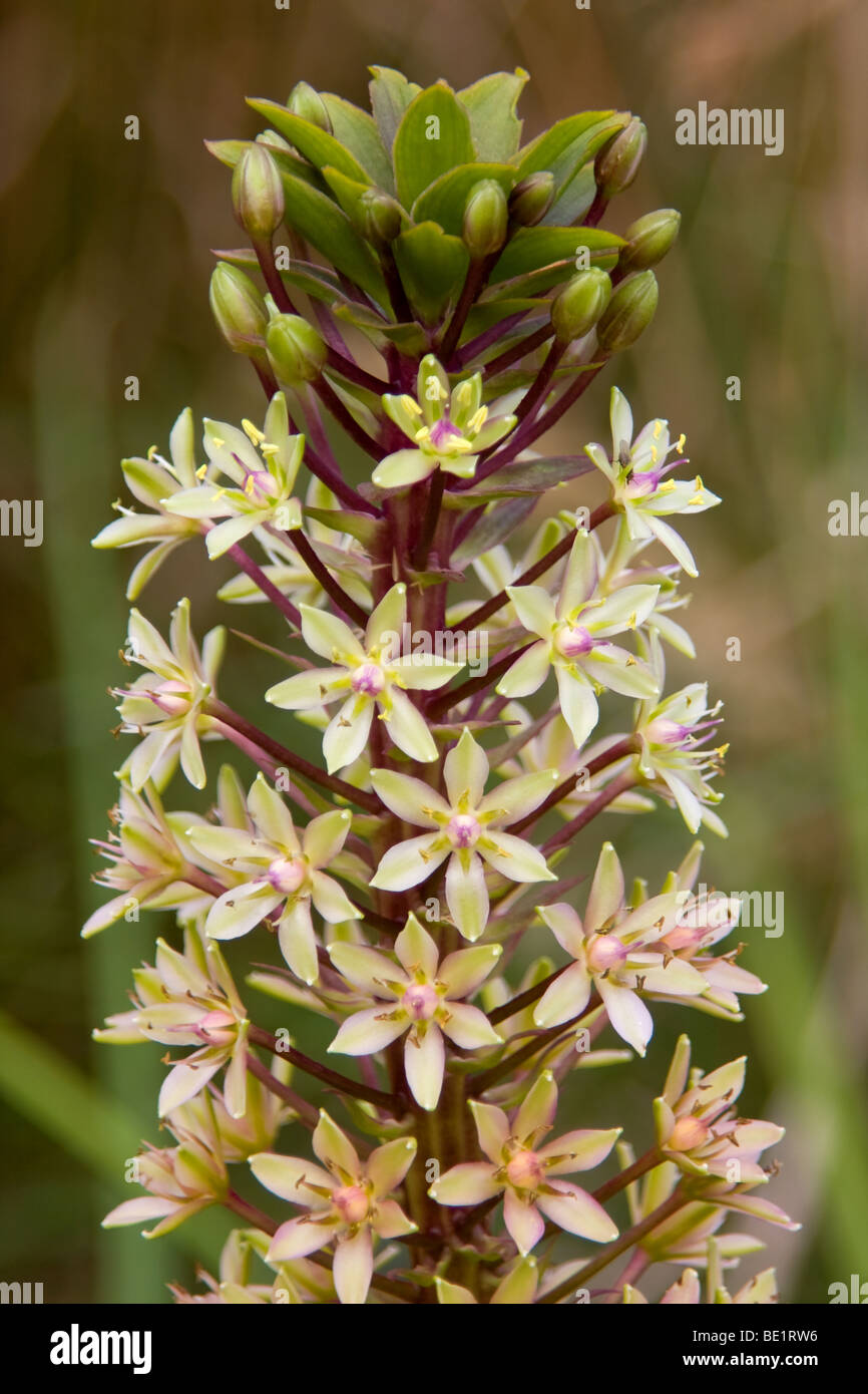 Eucomis pallidiflora Banque de photographies et d’images à haute ...