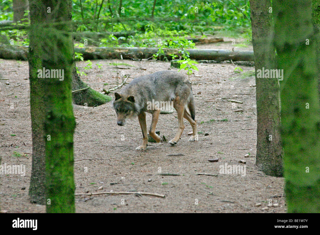 Loup dans la foret Banque de photographies et d’images à haute ...