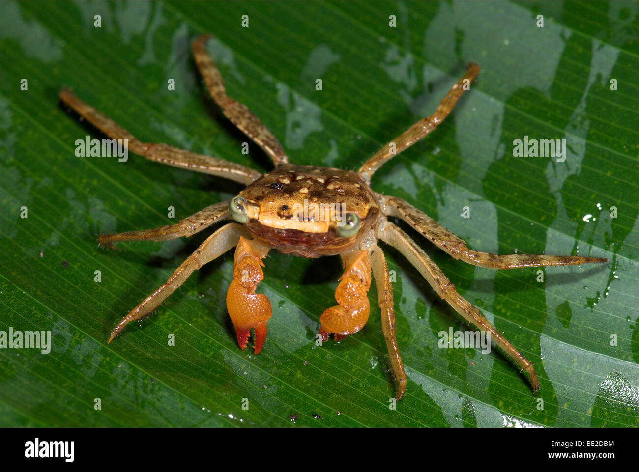 Rainforest canopy crab Banque de photographies et d’images à haute ...