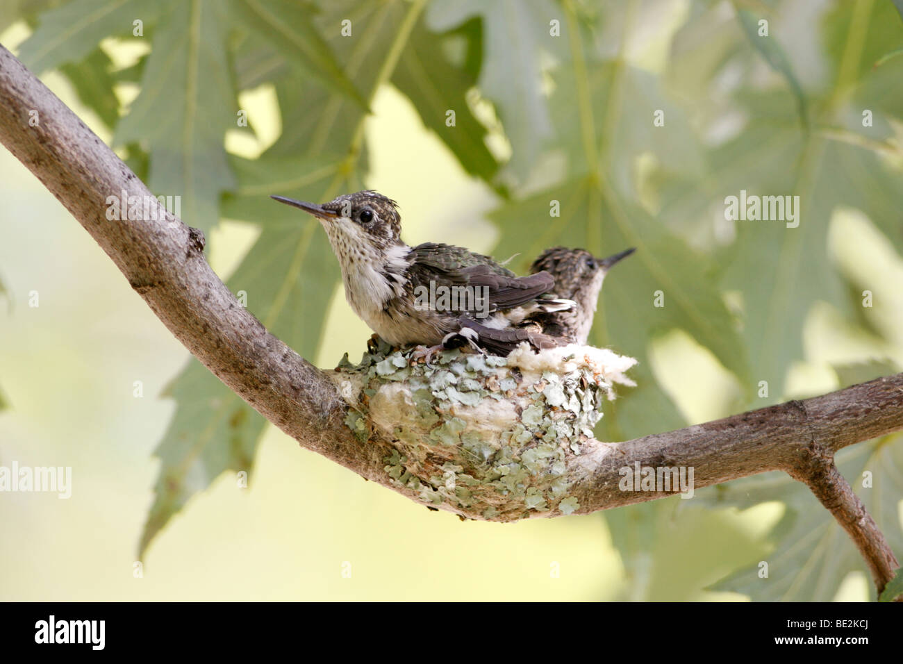 Nid de colibris Banque de photographies et d’images à haute résolution ...