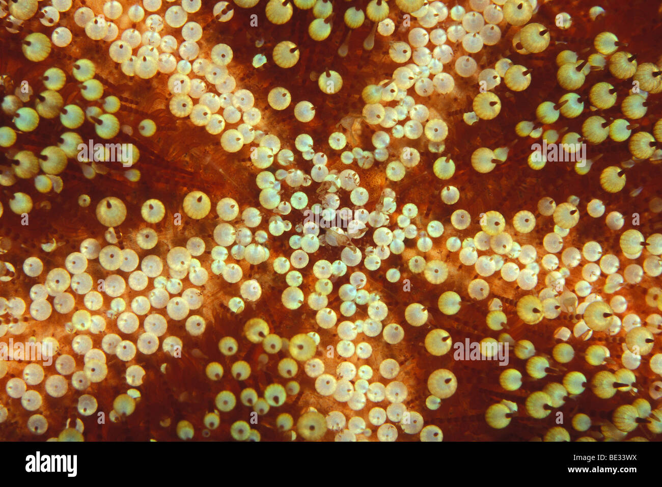 Piqûres d'oursins de mer rouge feu, Asthenosoma marisrubri, Dahab ...