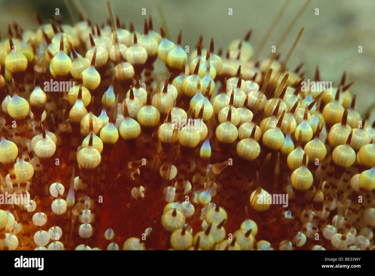 Piqûres d'oursins de mer rouge feu, Asthenosoma marisrubri, Dahab ...