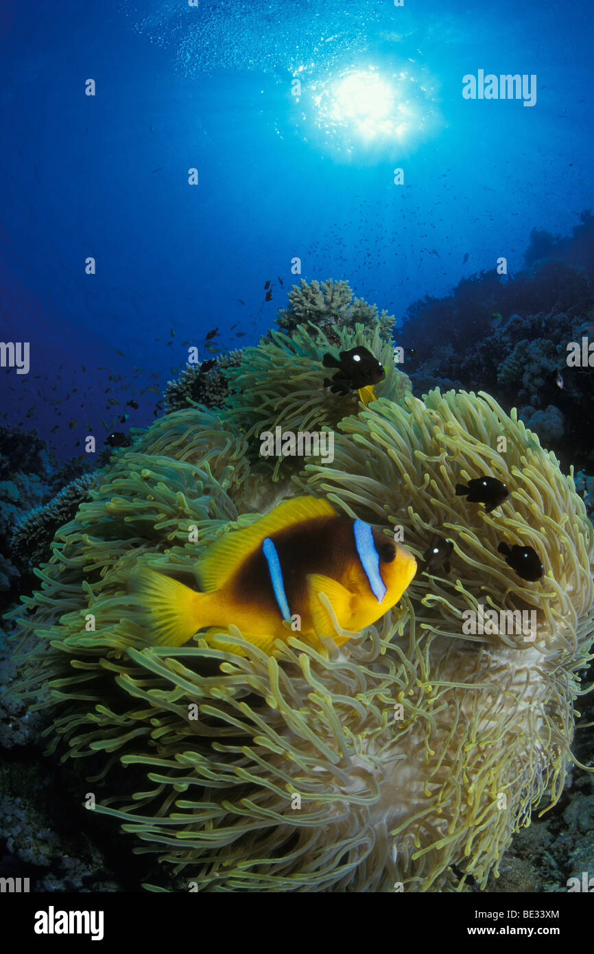 Poisson clown de la mer rouge dans l'anémone, magnifique Amphiprion ...