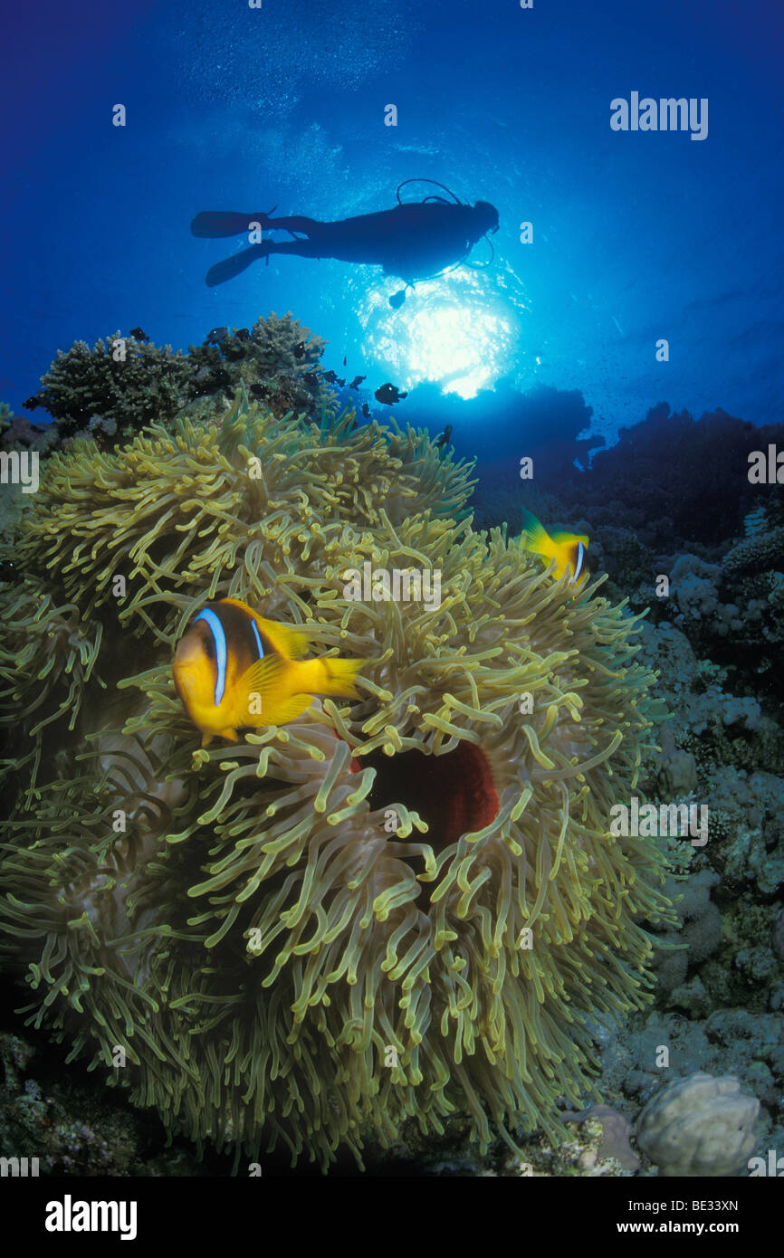 Poisson clown de la mer Rouge et de l'anémone magnifique dans Diver ...