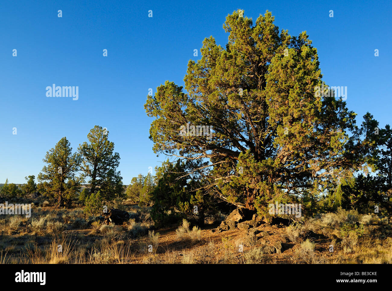 L'année 1000 old Western Juniper tree (Juniperus occidentalis var ...