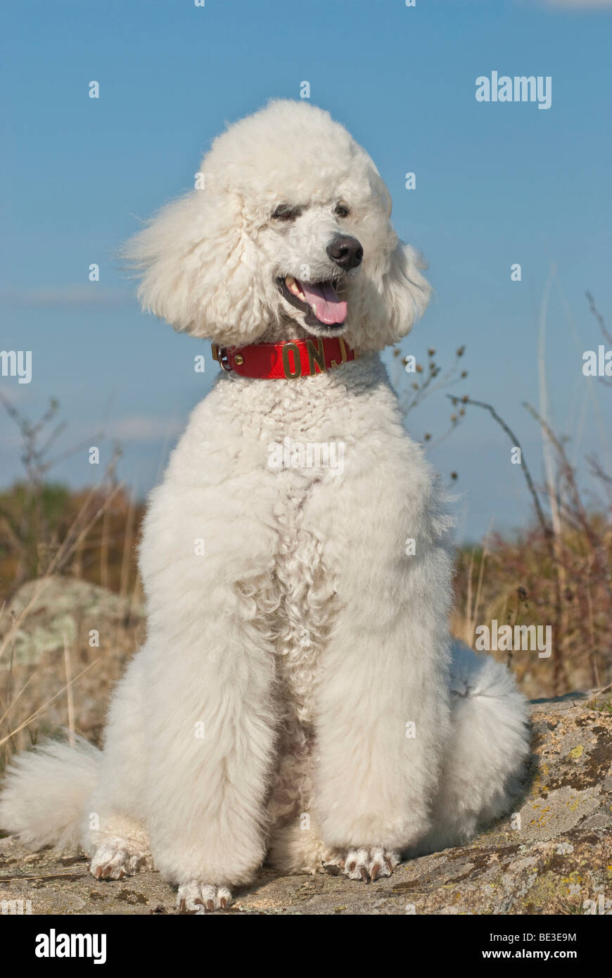 Big White séance caniche, caniche géant Photo Stock - Alamy