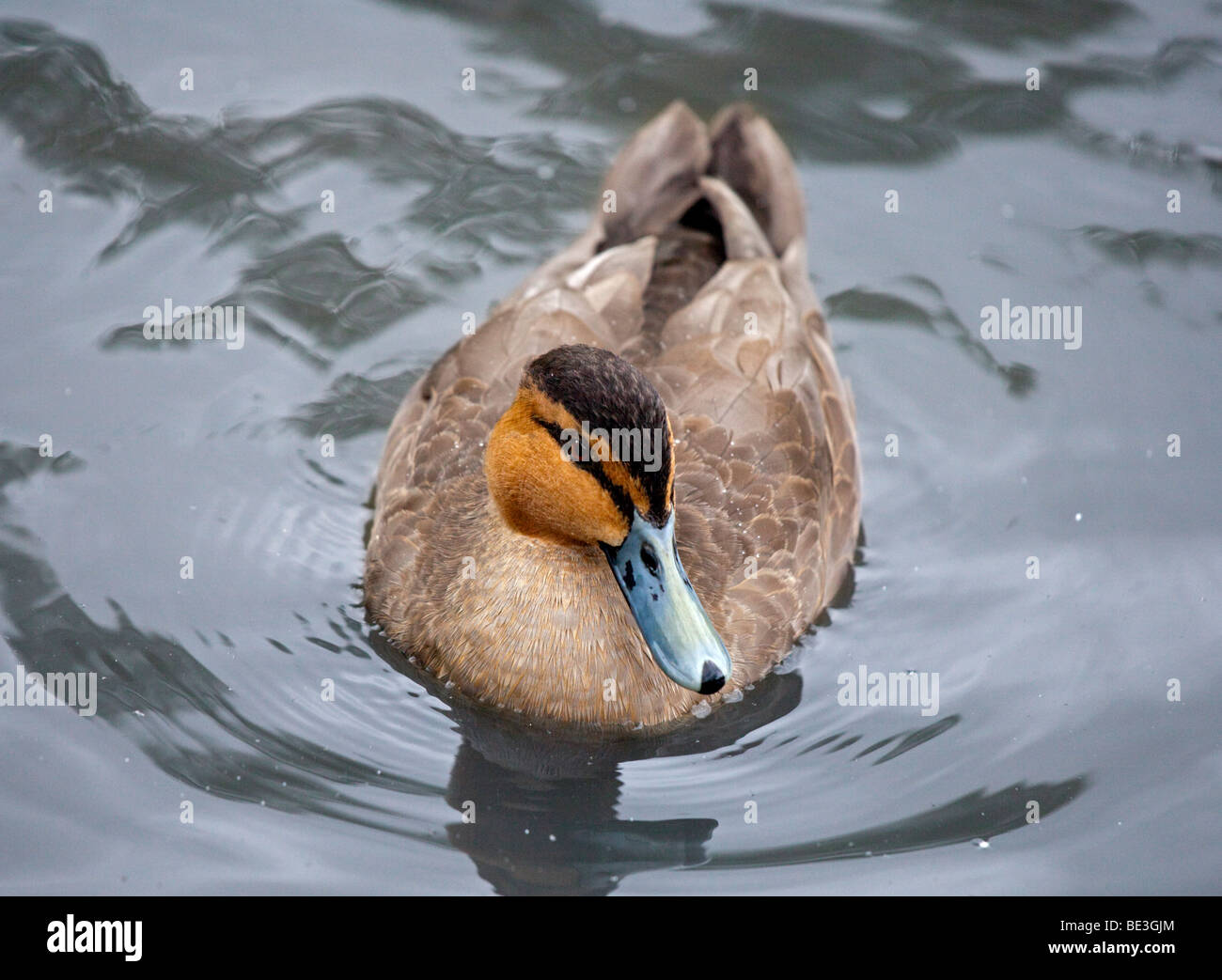 Faune philippine Banque de photographies et d’images à haute résolution ...