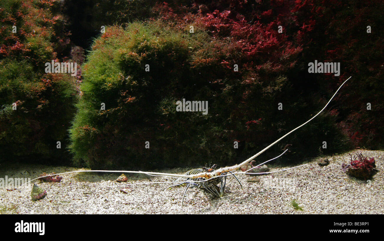 Langoustes peintes Banque de photographies et d’images à haute ...