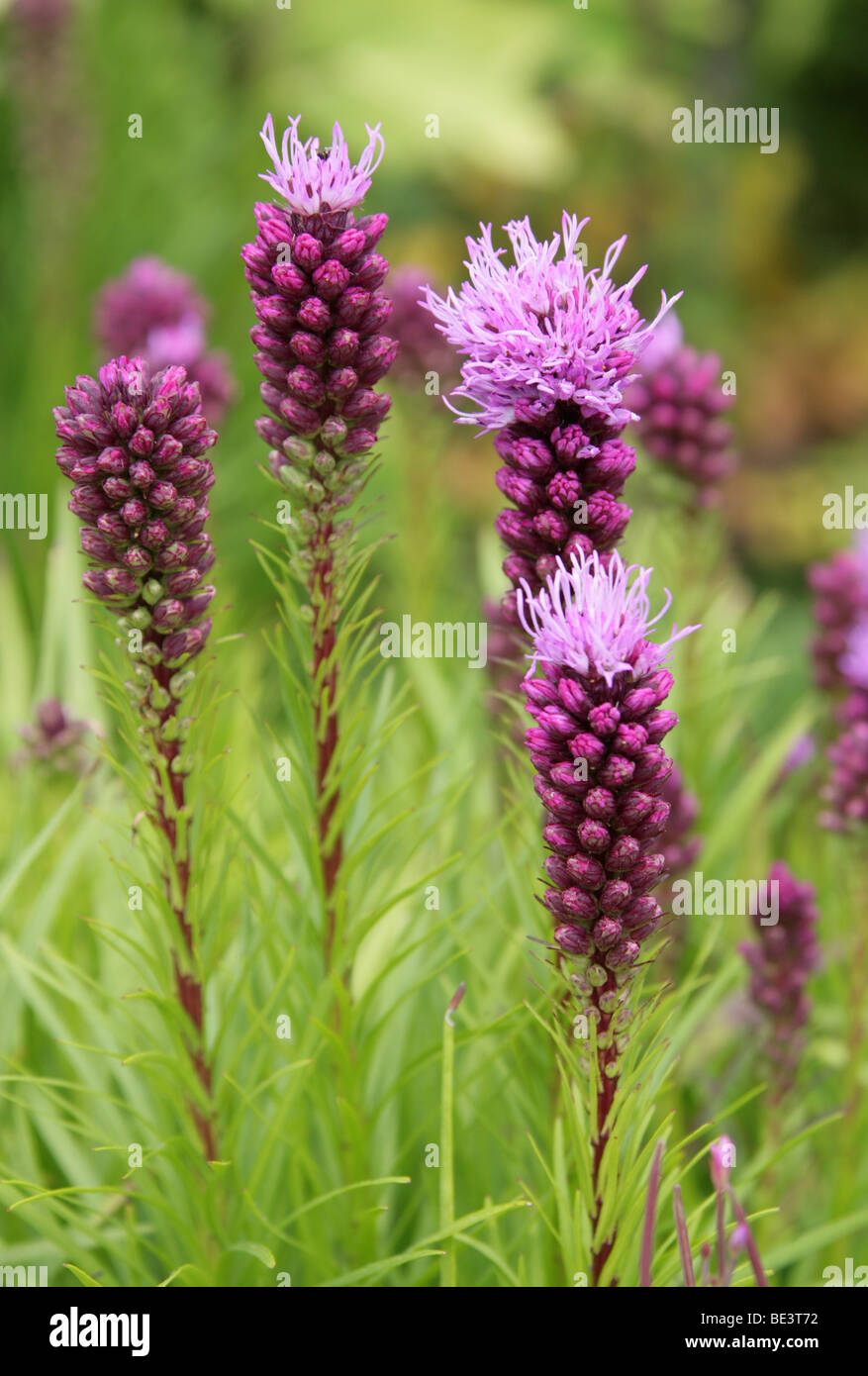 Blazing Star, Liatris, Prairie Gay Feather, Kobold Liatris ou ...