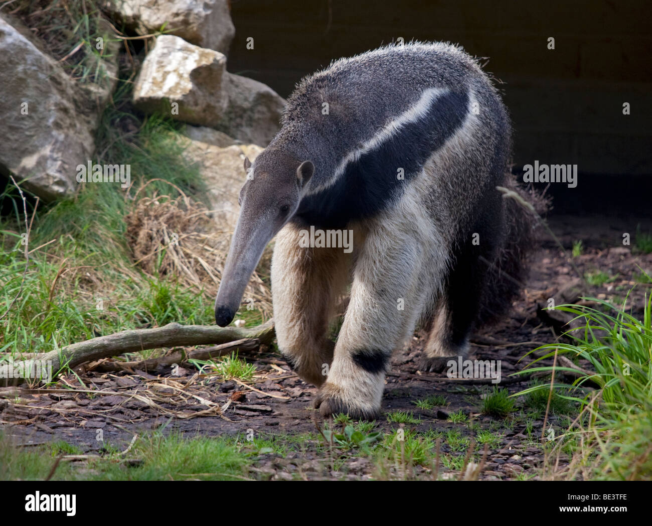 Fourmilier géant (Myrmecophaga tridactyla Photo Stock - Alamy