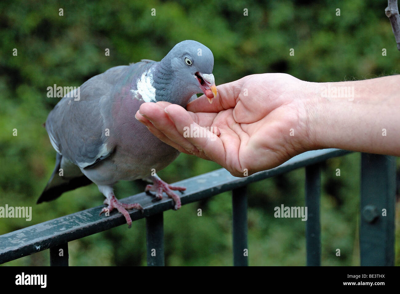 Manger du pigeon ramier Banque de photographies et d’images à haute ...