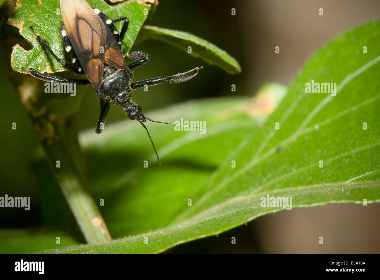 Costa rica hemiptera heteroptera Banque de photographies et d’images à ...