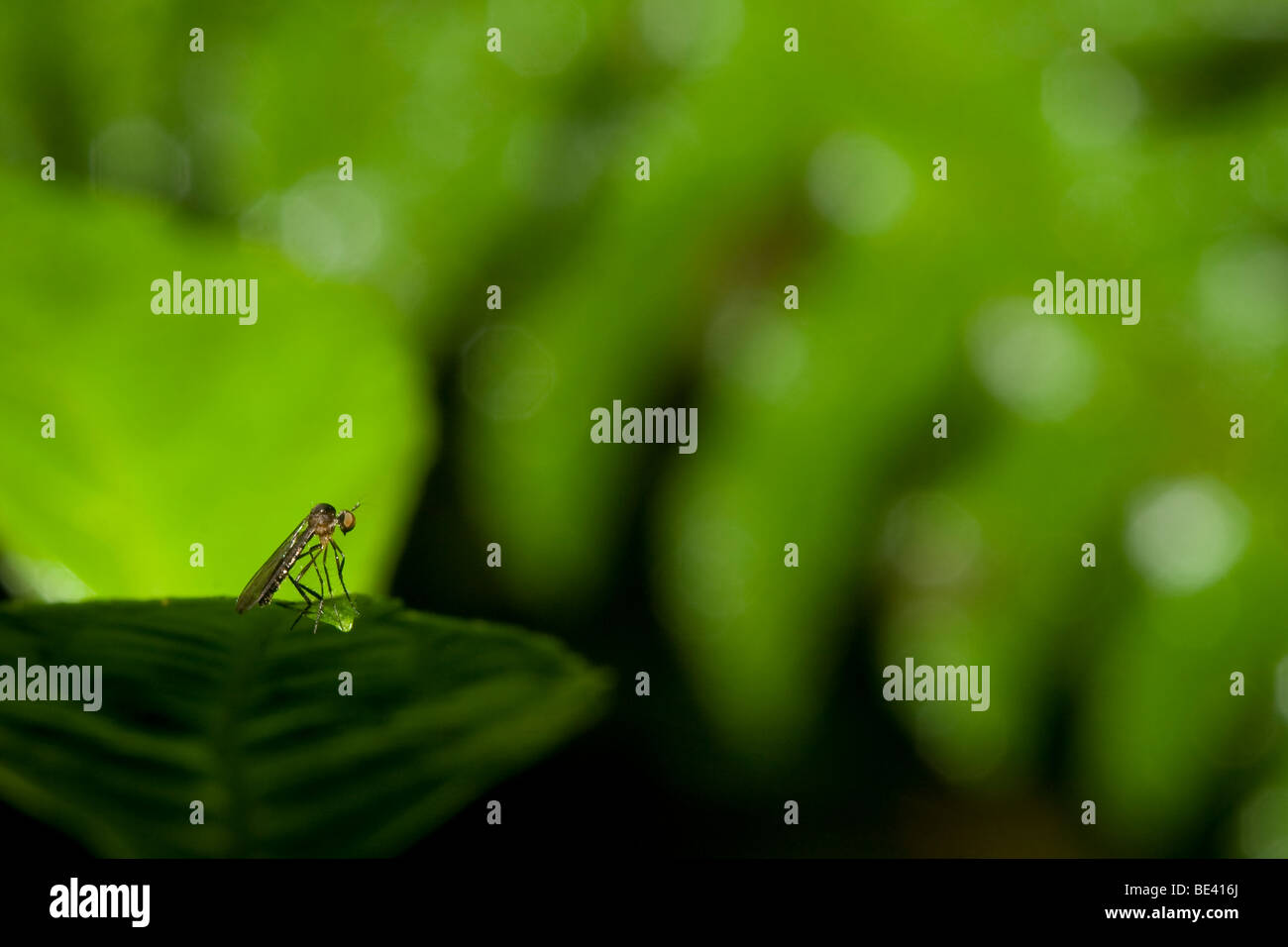 Feuille de mouche solitaire Banque de photographies et d’images à haute ...