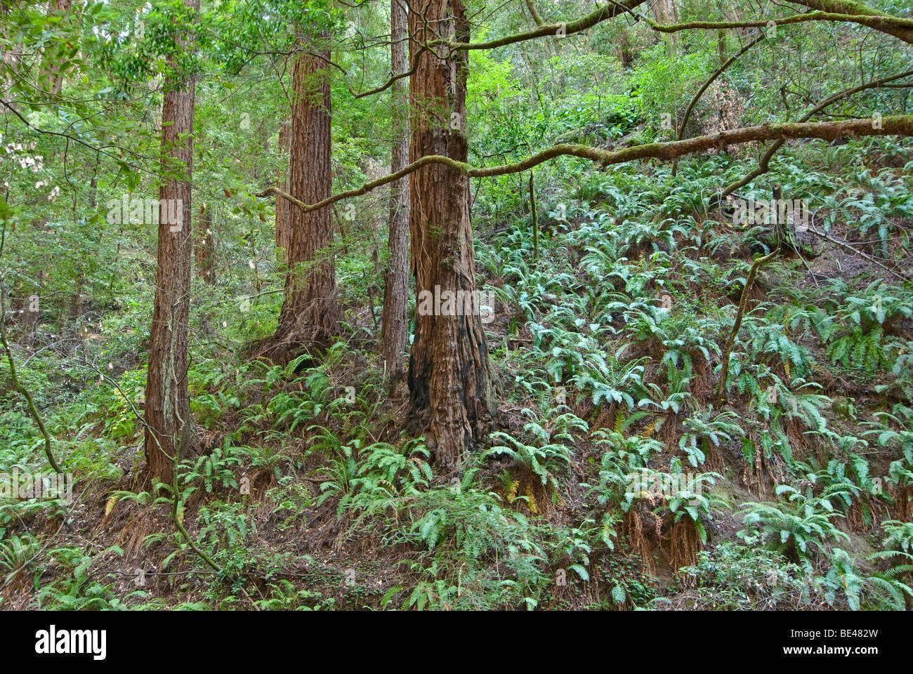 Bois de muir Banque de photographies et d’images à haute résolution - Alamy