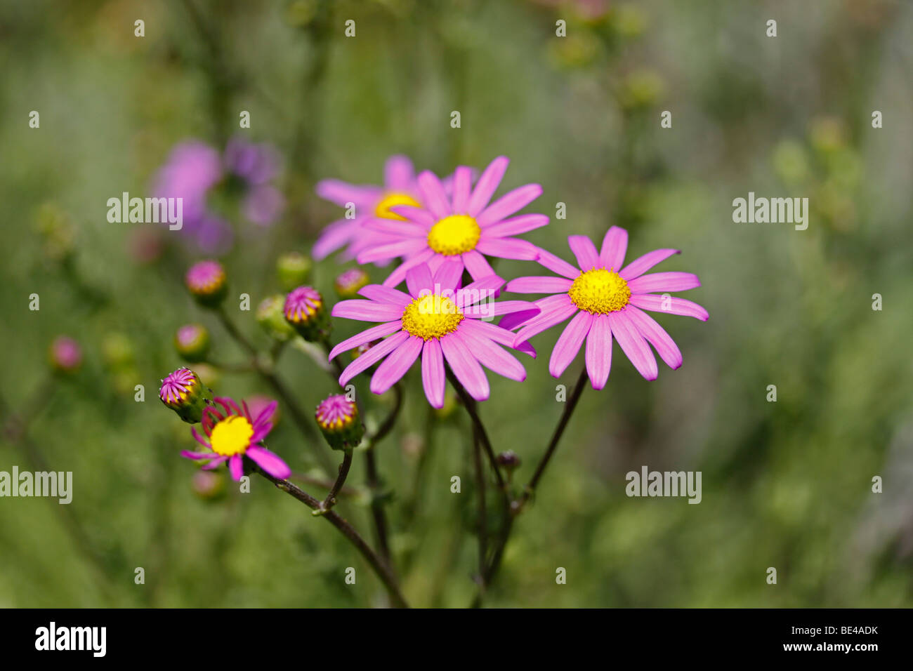 Senecio elegans Banque de photographies et d’images à haute résolution ...