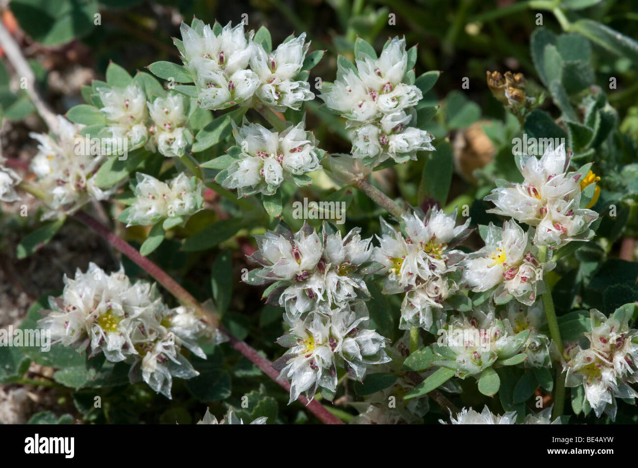 Paronychia argentea Banque de photographies et d’images à haute ...