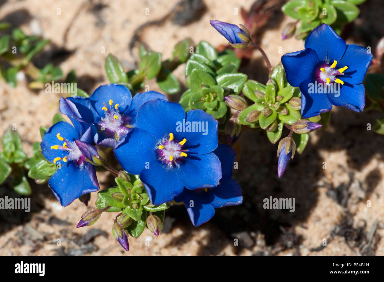 Anagallis linifolia Banque de photographies et d’images à haute ...