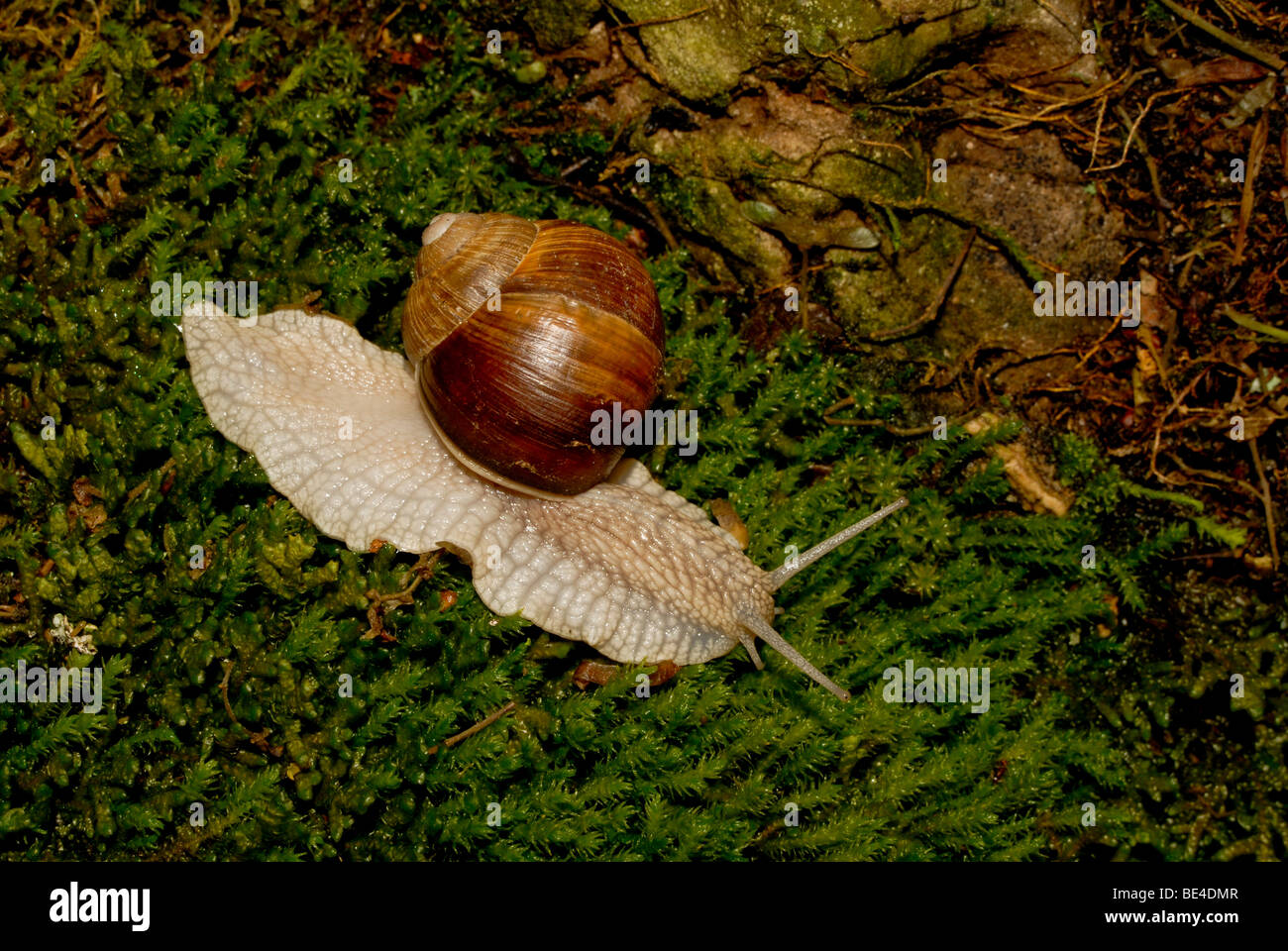 Vignoble escargot Banque de photographies et d’images à haute ...