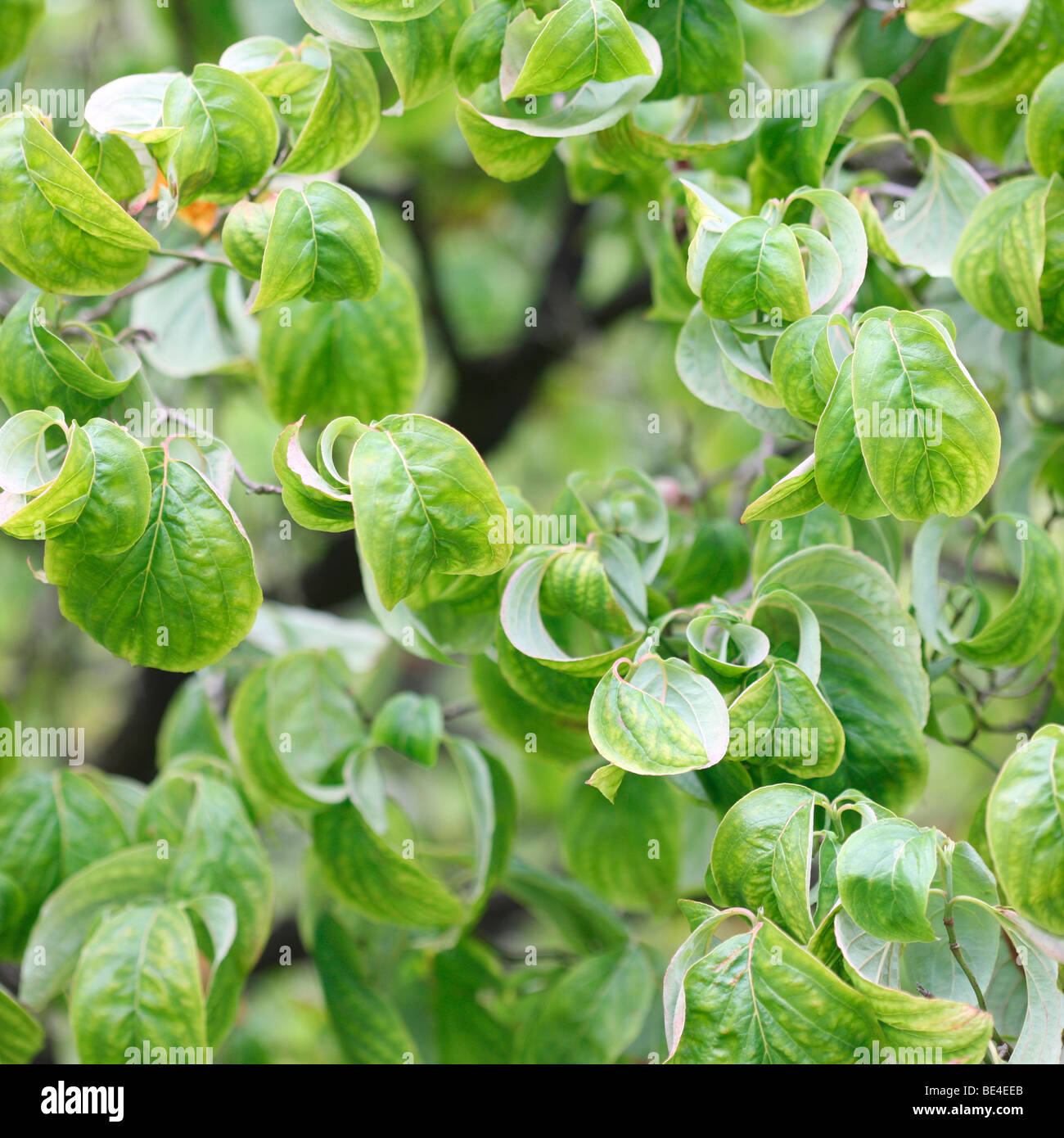 Cornus Cornouiller Banque d'image et photos - Alamy