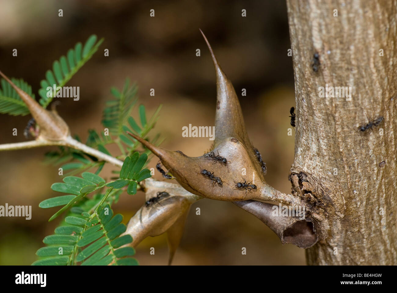 Acacia ants Banque de photographies et d’images à haute résolution - Alamy