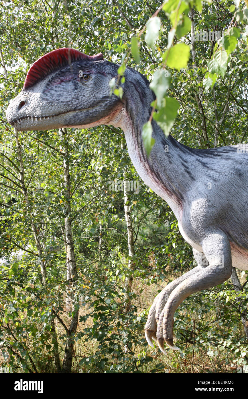 Dinosaur dilophosaurus Banque de photographies et d’images à haute ...
