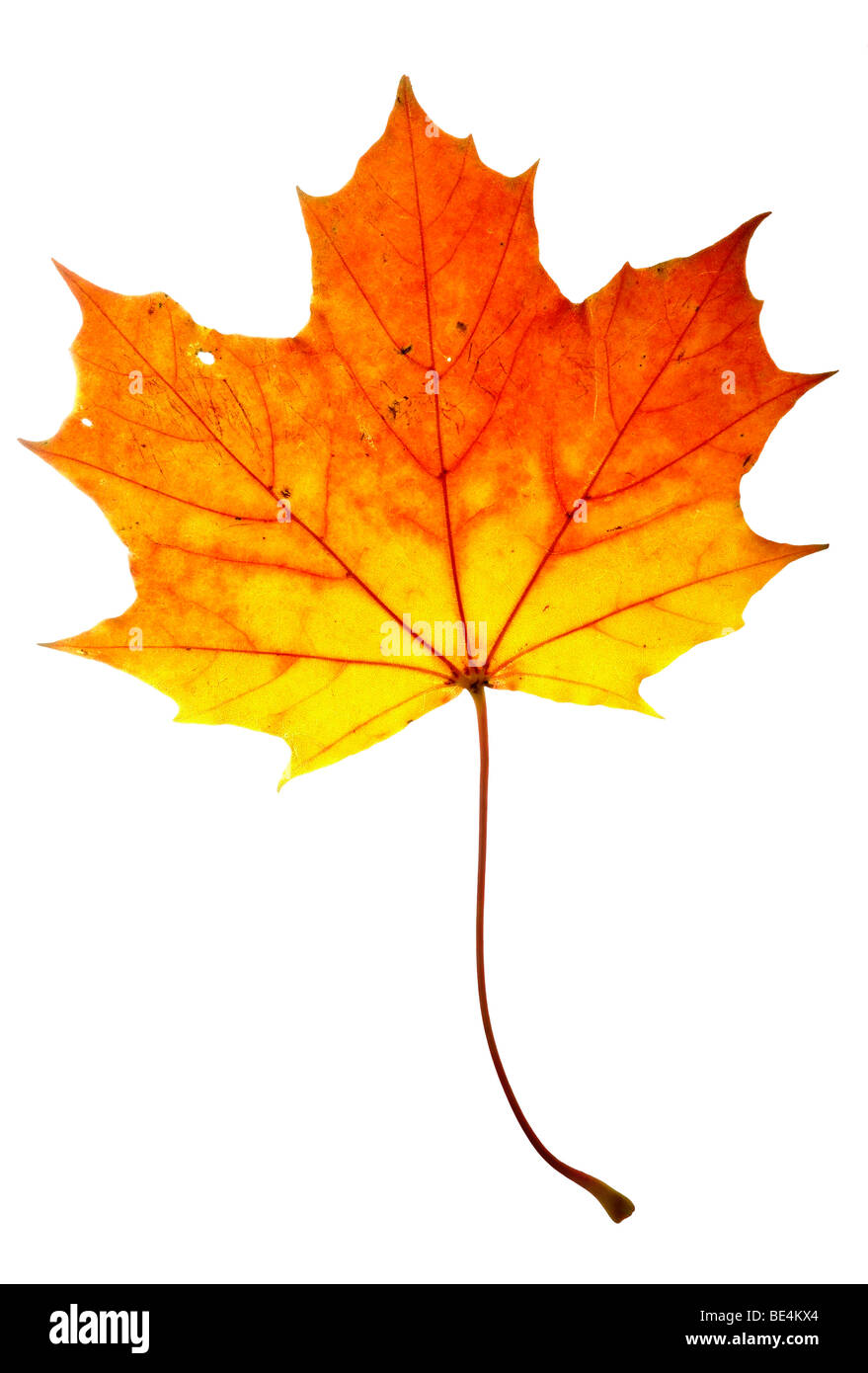 Couleurs feuilles Banque de photographies et d’images à haute ...