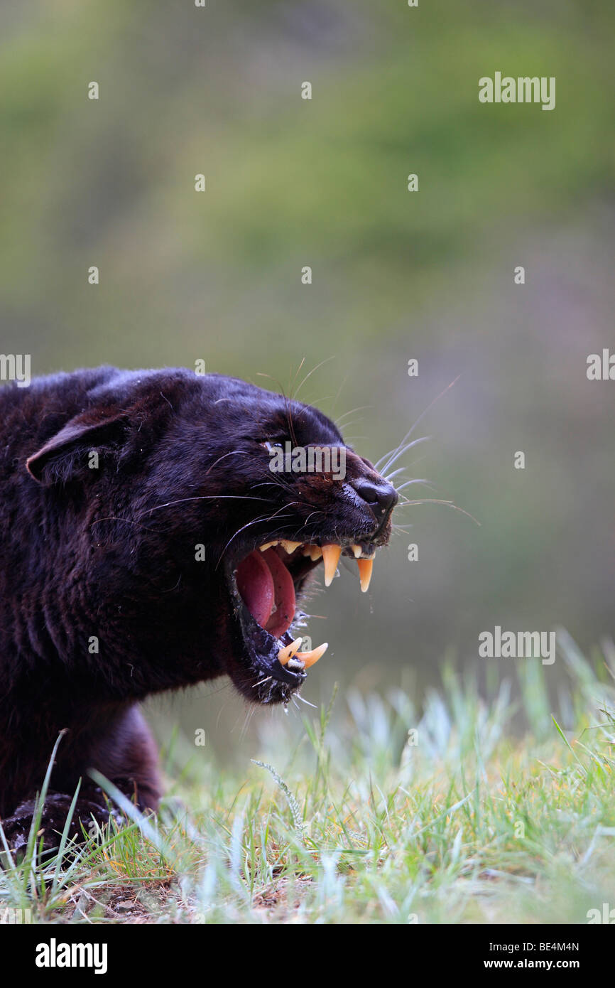 Black leopard panthera pardus leopard Banque de photographies et d ...