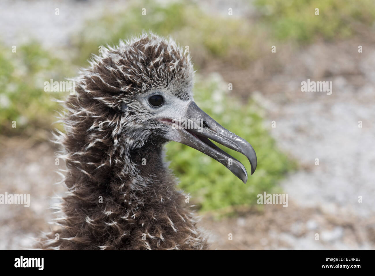 Baby albatross Banque de photographies et d’images à haute résolution ...