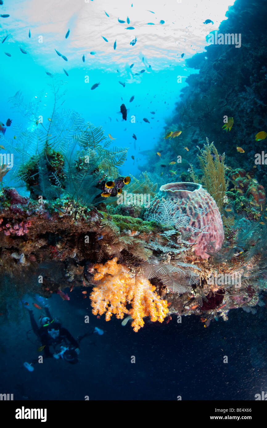 Croissance de corail Banque de photographies et d’images à haute ...