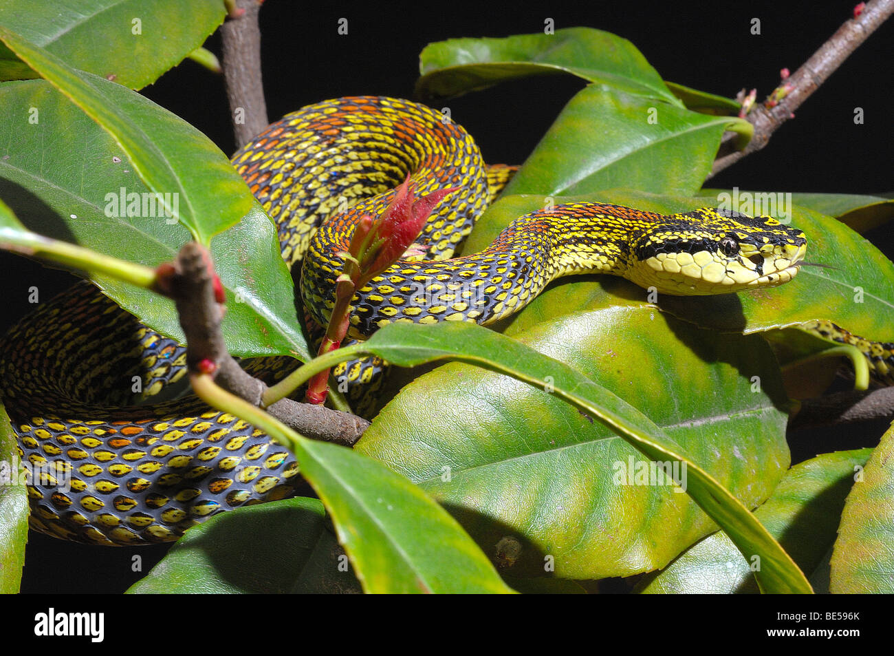 Vipère à pois rouge Banque de photographies et d’images à haute ...