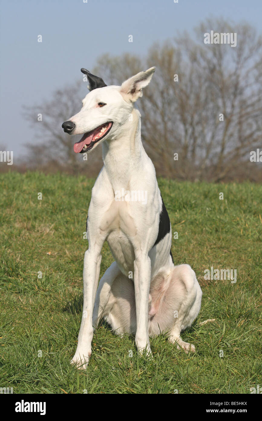 Galgo podenco mix Banque de photographies et d’images à haute ...