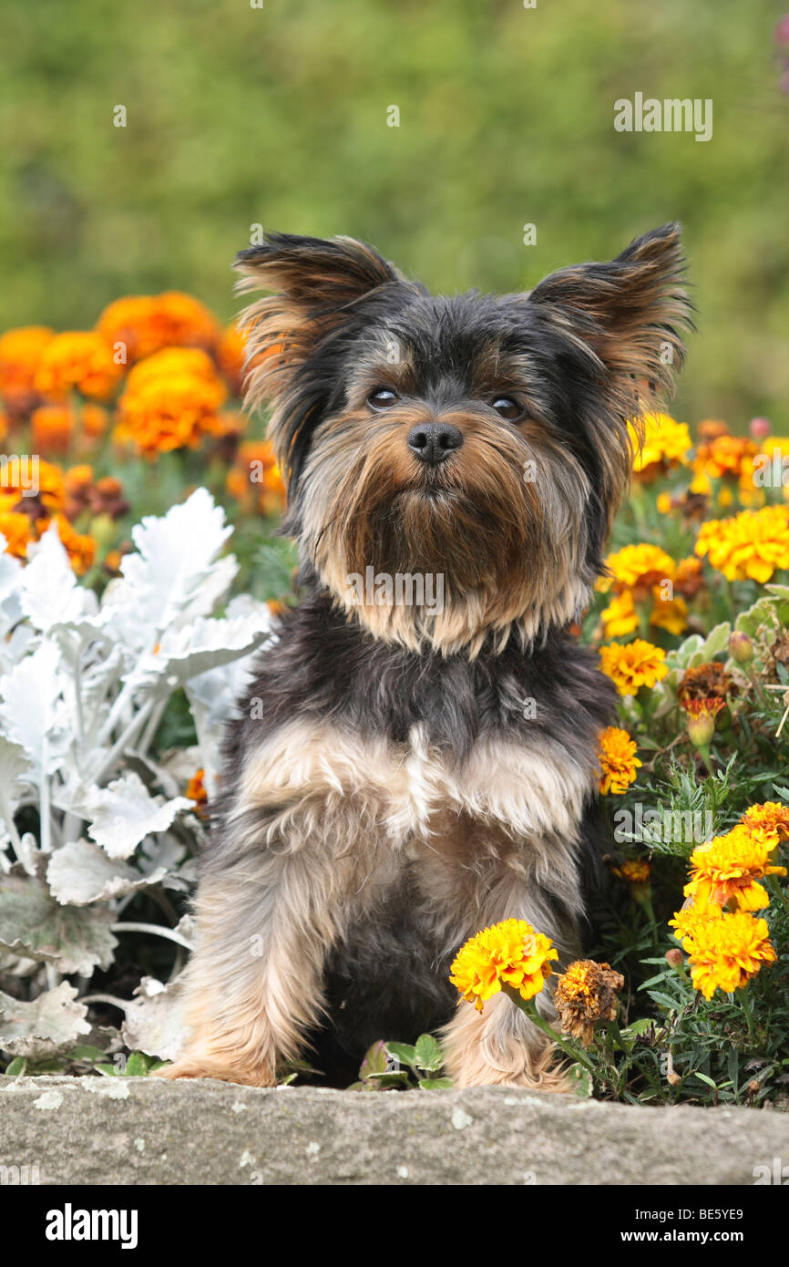 Yorkshire terrier Banque de photographies et d’images à haute ...