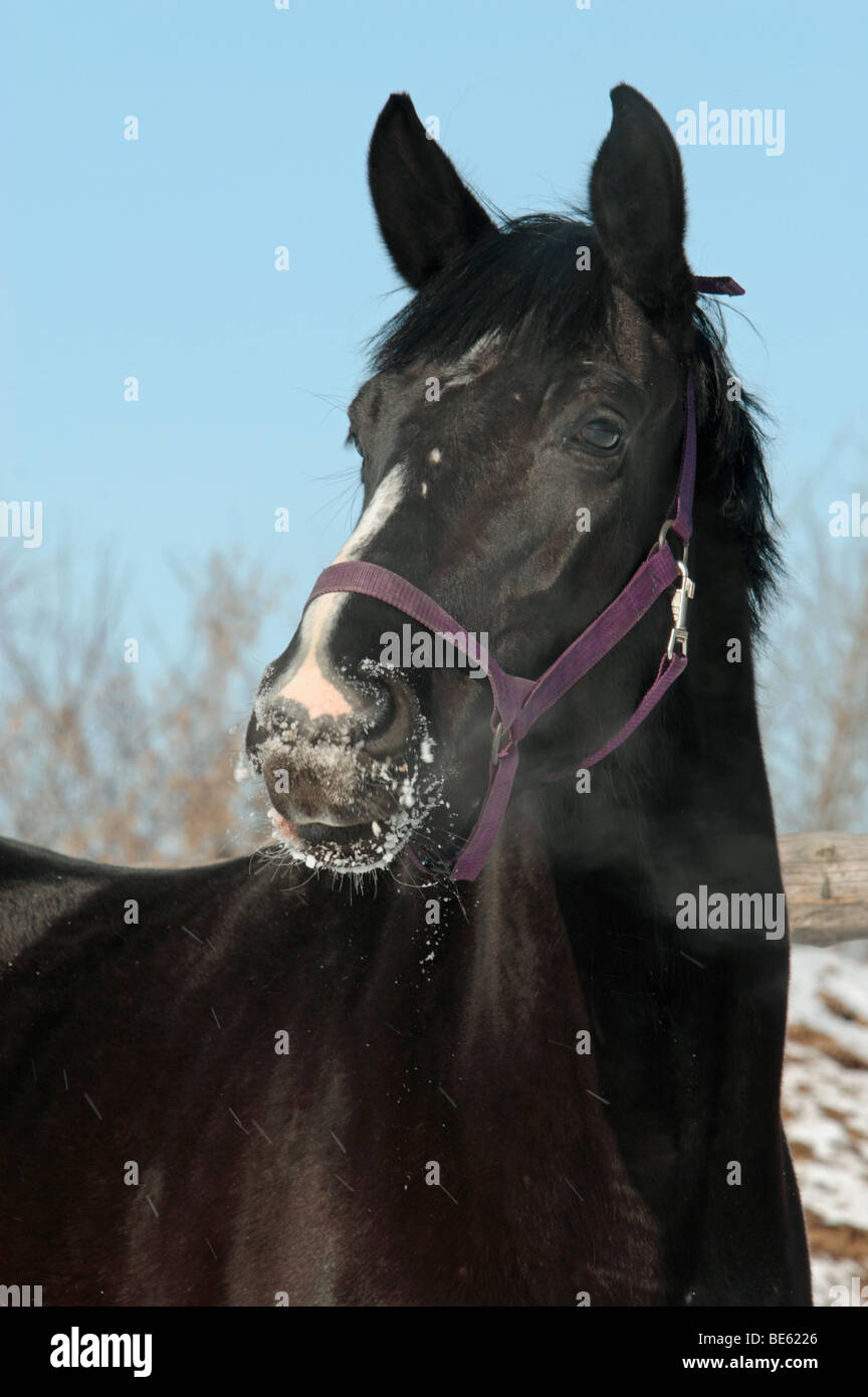 Portrait cheval noir Banque de photographies et d’images à haute ...