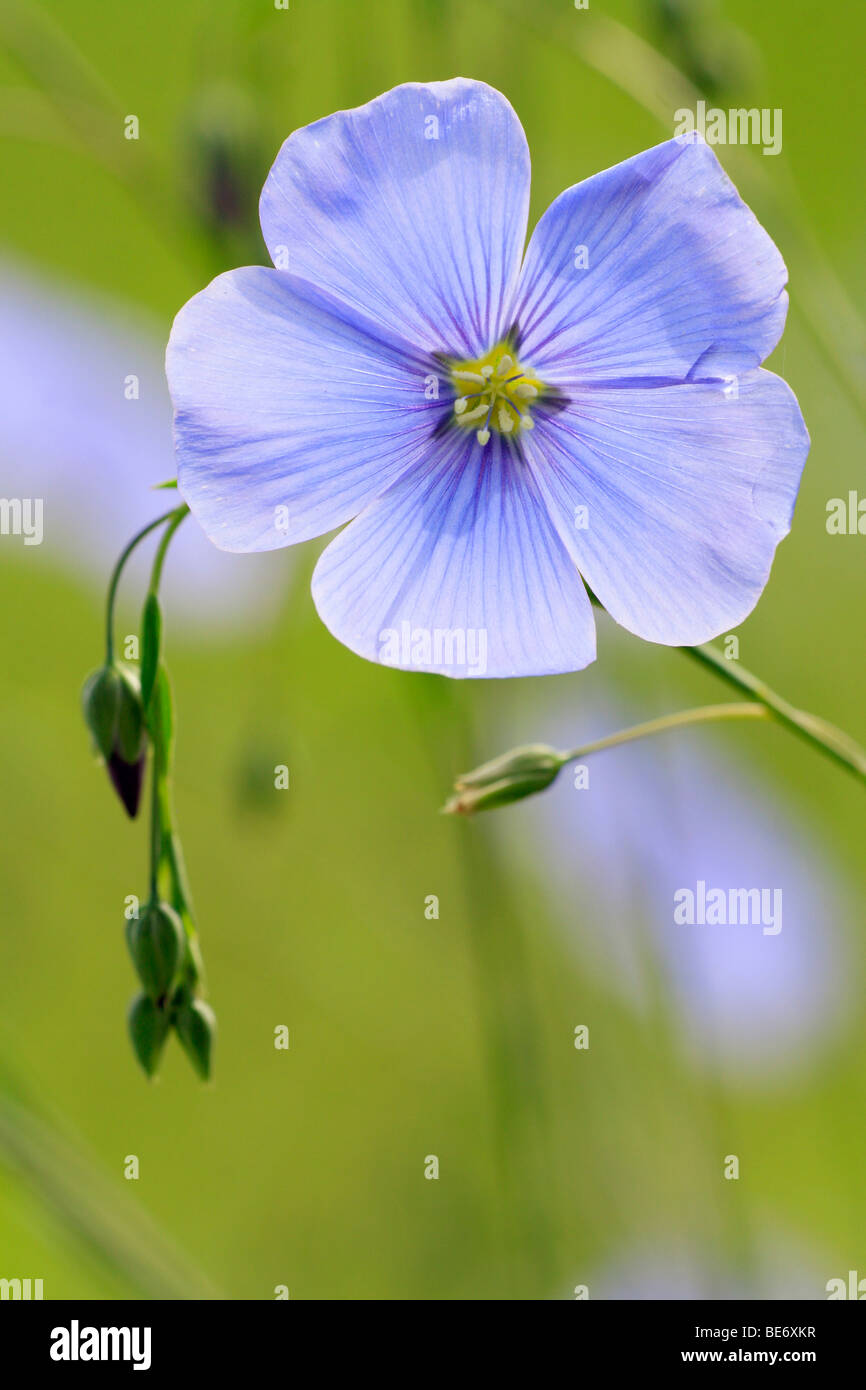 Une plante de lin en fleur Banque de photographies et d’images à haute ...