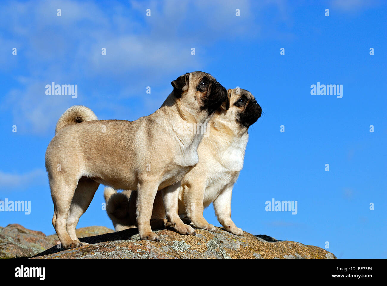 Des carlins Banque de photographies et d’images à haute résolution - Alamy