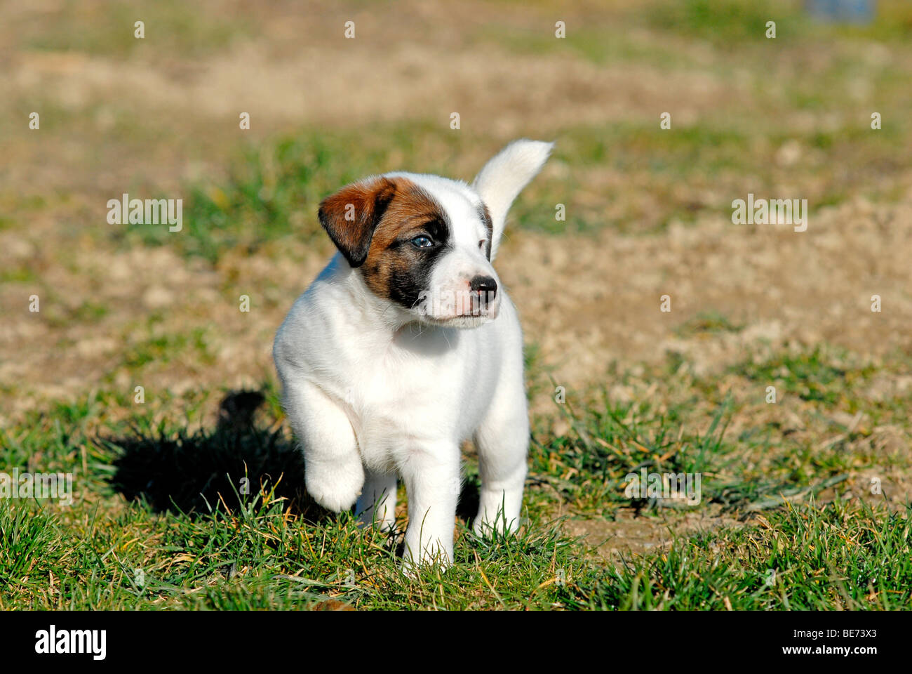 Chiot fox terrier Banque de photographies et d’images à haute ...