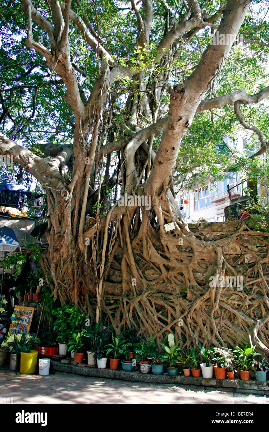 Chinese banyan tree Banque de photographies et d’images à haute ...
