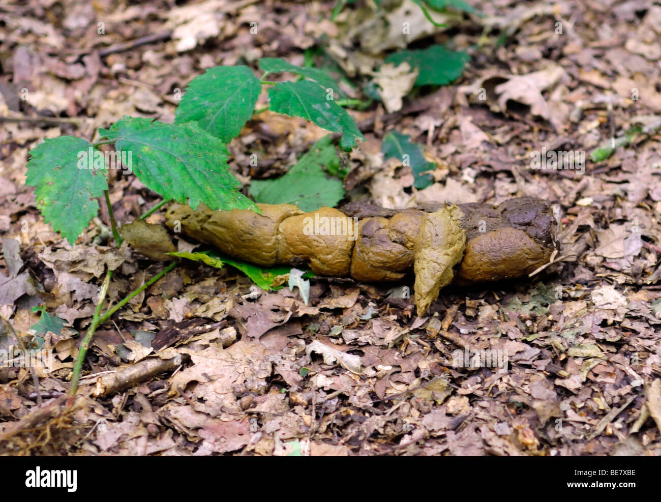 Des excréments d'animaux Banque de photographies et d’images à haute ...