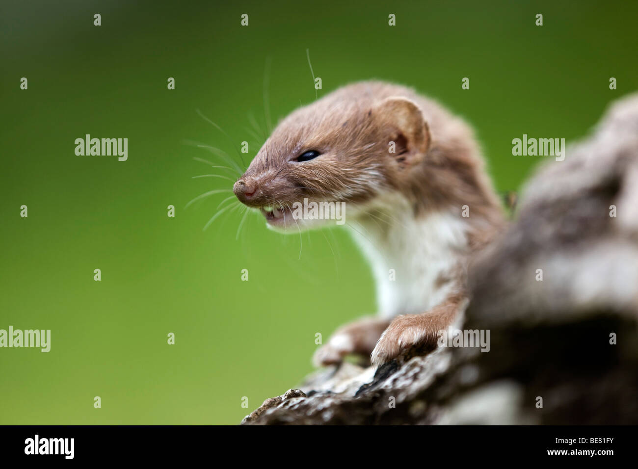 Fourrure de belette Banque de photographies et d’images à haute ...