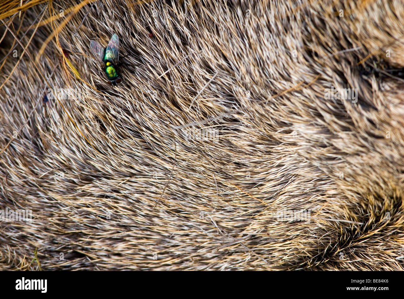 Dood doet leven Banque de photographies et d’images à haute résolution ...