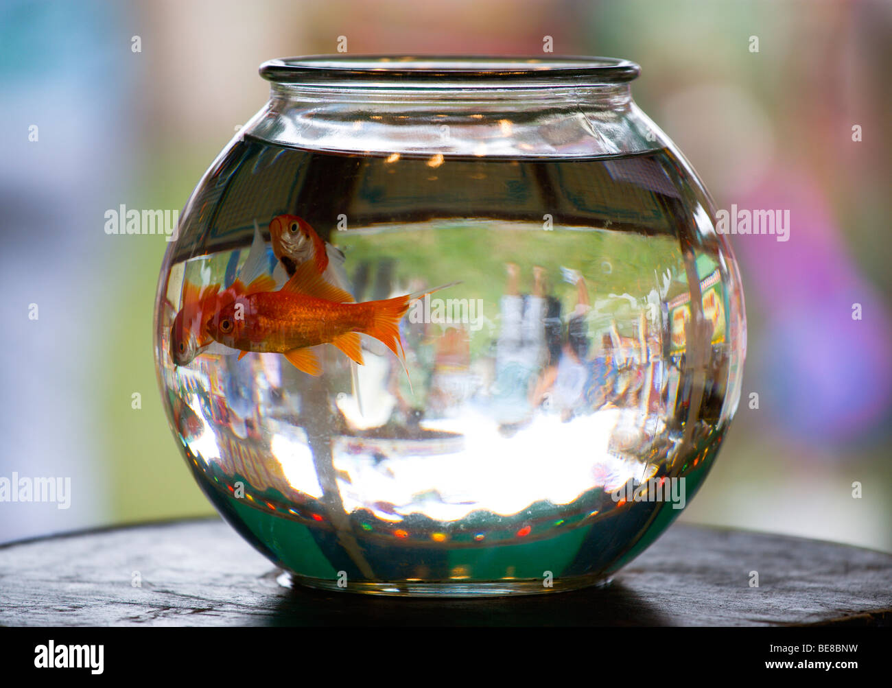 Deux poissons rouges dans un bol en verre Banque de photographies et d ...