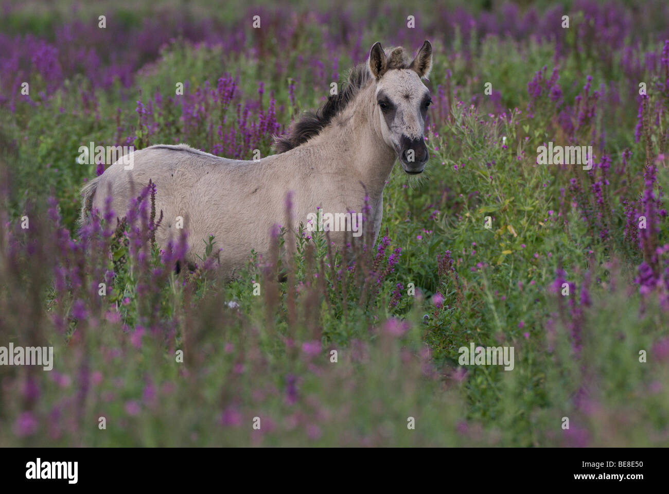 Van konikpaard kattenstaarten avec chevaux konik, la salicaire Photo ...