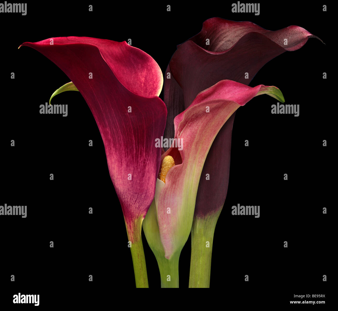 Lis arum ou calla Banque de photographies et d’images à haute ...