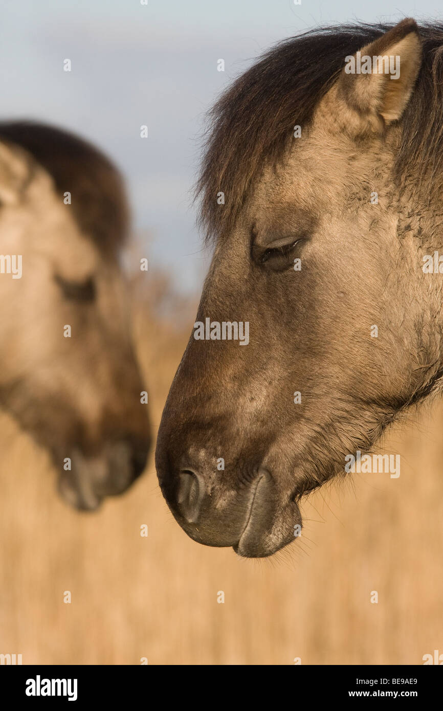 Groep koniks Banque de photographies et d’images à haute résolution - Alamy
