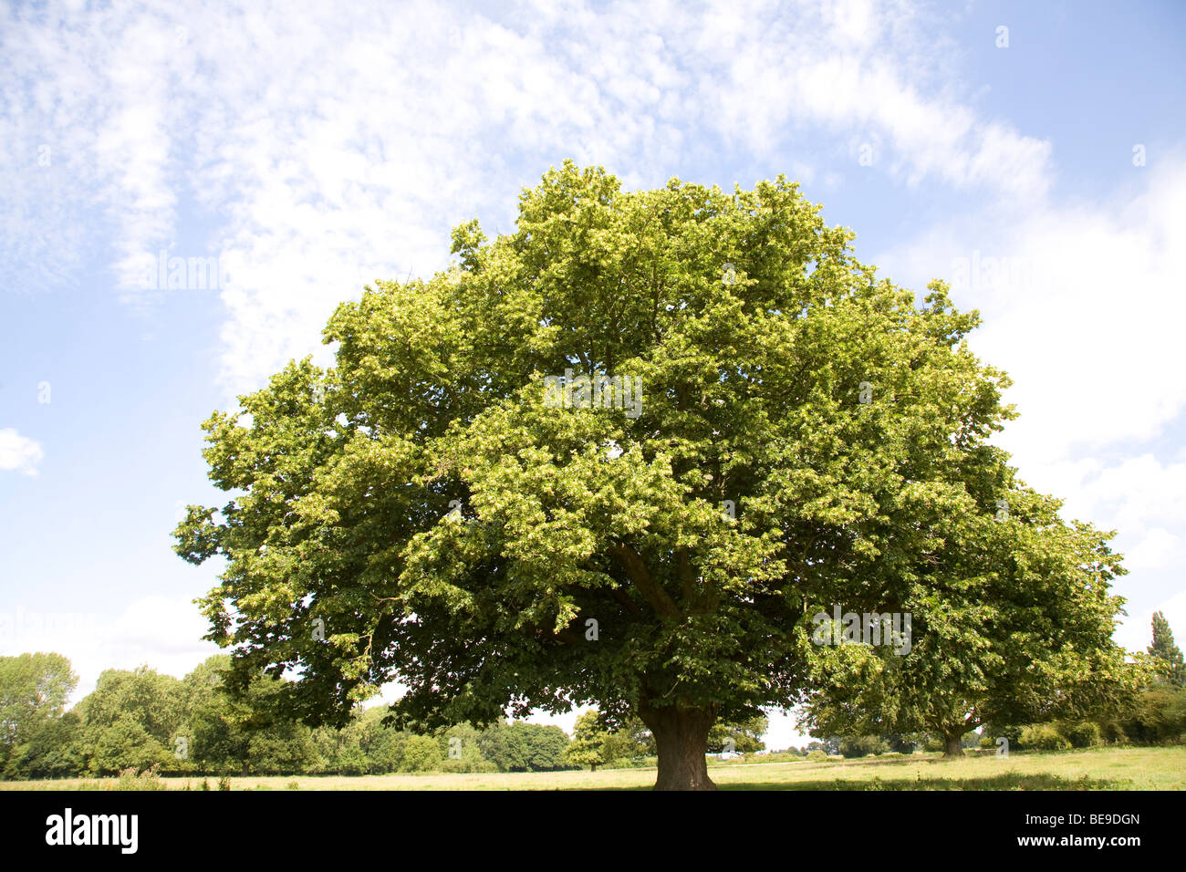Arbre de sycomore Banque de photographies et d’images à haute ...