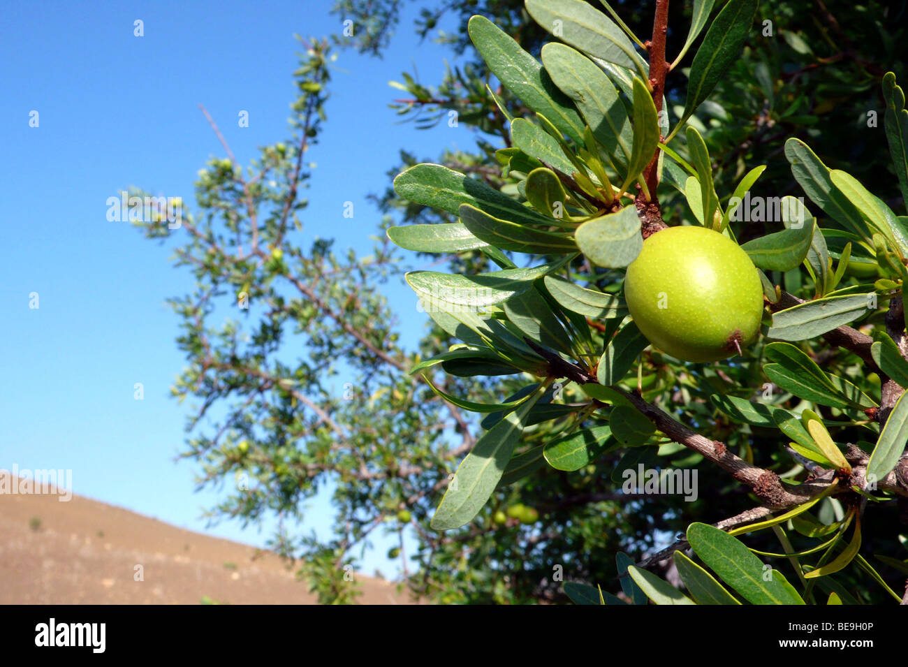 Argan fruits Banque de photographies et d’images à haute résolution - Alamy