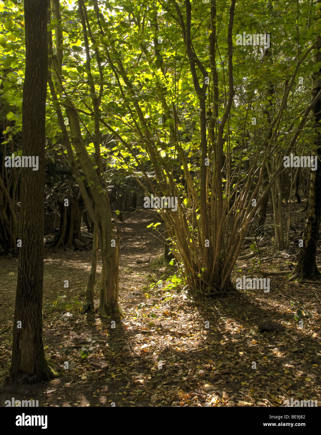 Taillis des bois Banque de photographies et d’images à haute résolution ...